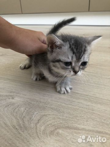 Девочка шотландская с прямыми ушками
