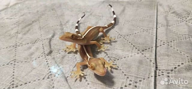 Полосатый геккон(Gekko vittatus)