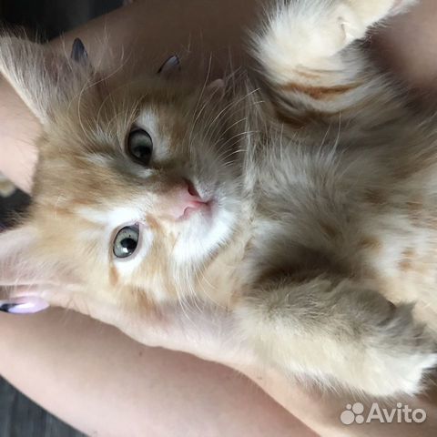 Отдам это маленькое рыжее чудо в добрые ручки