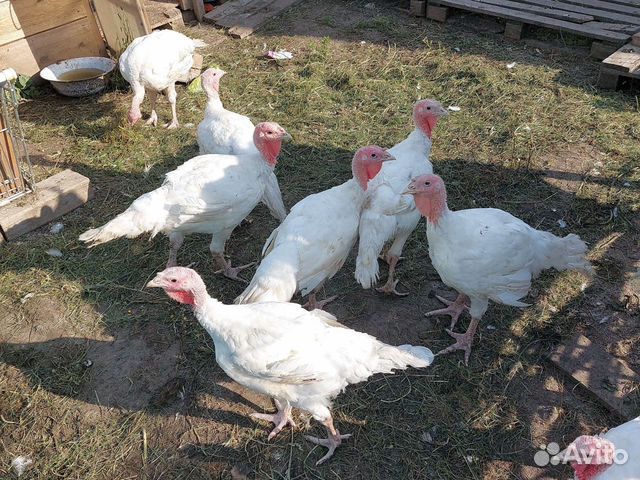 Индюки биг 6