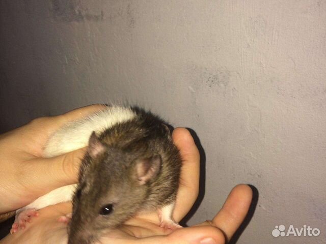 Крыса дамбо