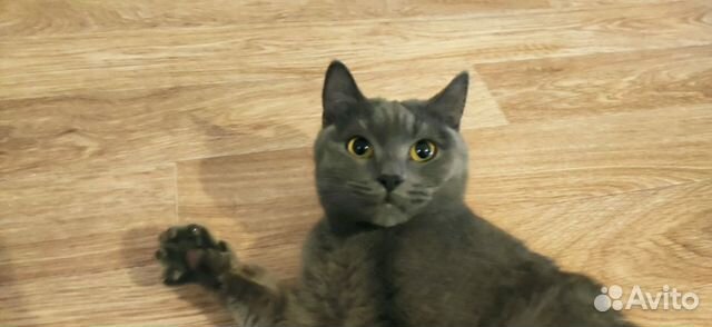 Кошка Анфиса, отдам