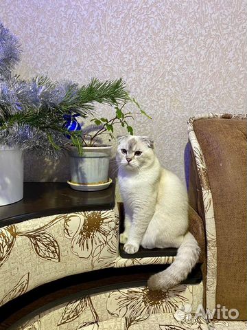 Отдам кота в добрые руки