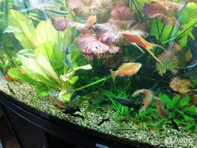 Эхинодорус оцелот