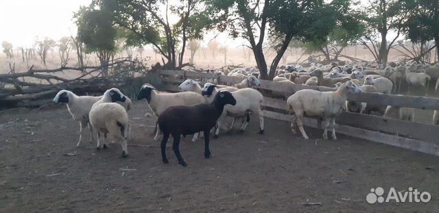 Овцы