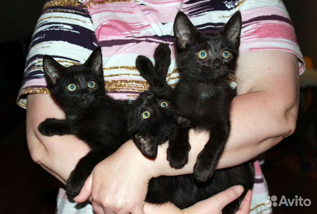 Кошки в добрые руки бесплатно