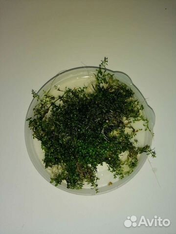 Хемиантус Куба (Hemianthus callitrichoides)
