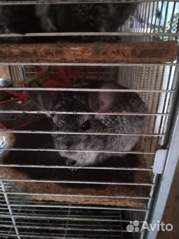 Отдадим даром в хорошие руки 3-х шиншилл