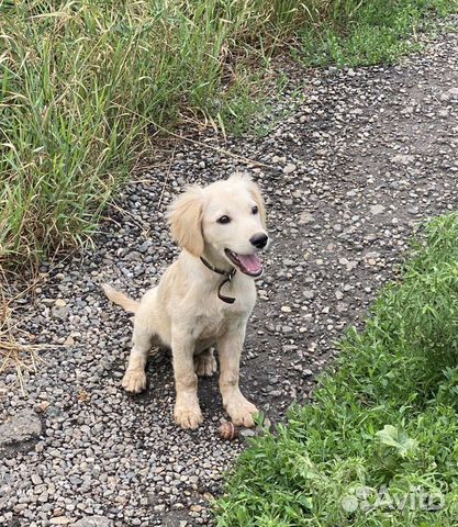 Щенок помесь в добрые руки