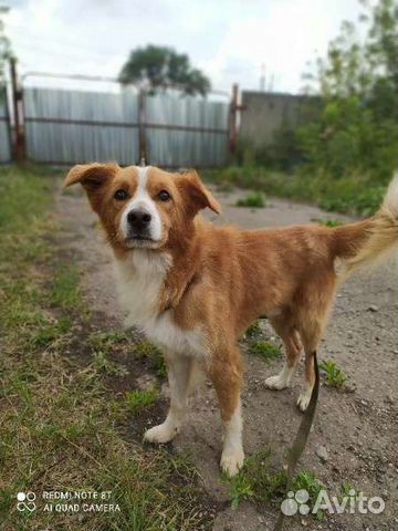 Собака Рыжик