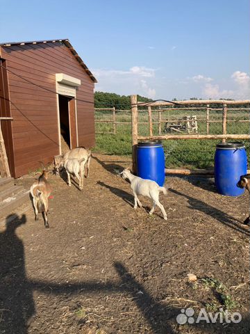 Козы нубийские - ламанчи