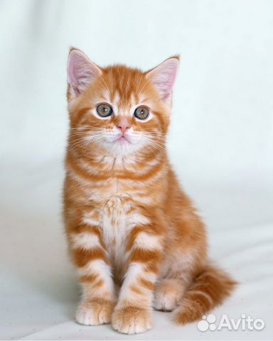 Котенок шотландс прямоух Мальчик Девочка родословн