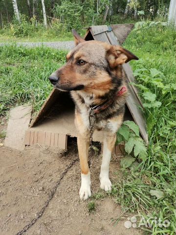 Сторожевой пес в добрые руки