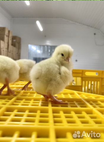 Бройлер Чехия Кобб-500 и Росс-308 в Тарасовском