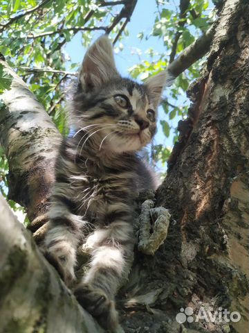 Киса в добрые ручки