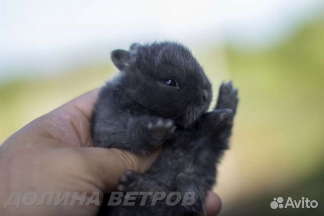 Крольчонок минор голубой