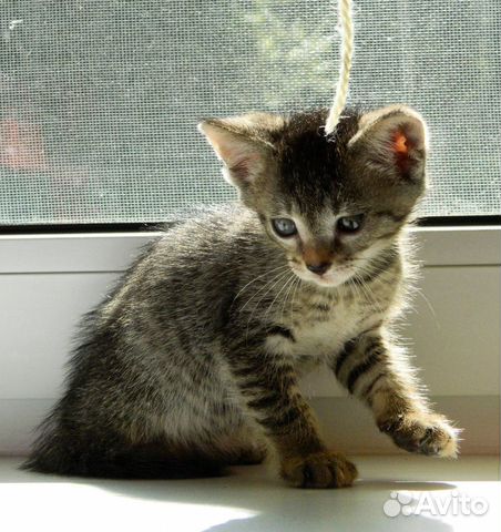 Котёнок маруся, 1.5 месяца, отец - Тайский кот