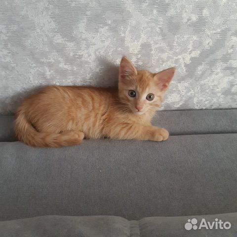 Котенок кошечка 3 месяца, отдам в хорошие руки бес