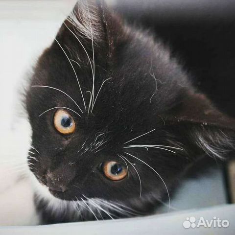 Котик, 3 месяца. Спасли и ищем дом :)