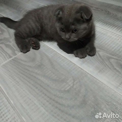 Шотландский котенок