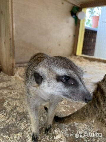 Сурикаты 2 девочки