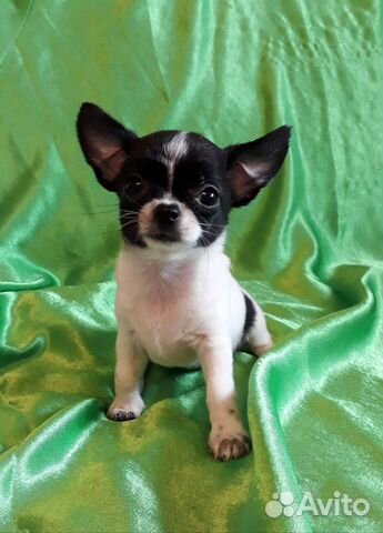 Забавные крохи