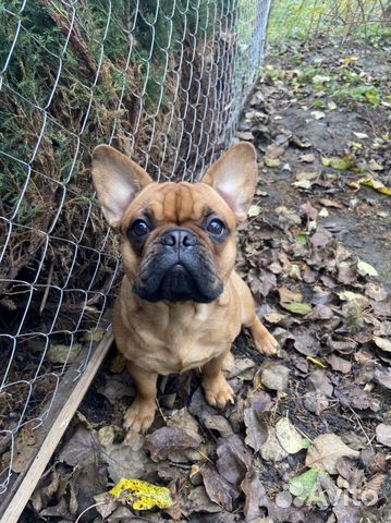 Французкий бульдог девочка (вязка)