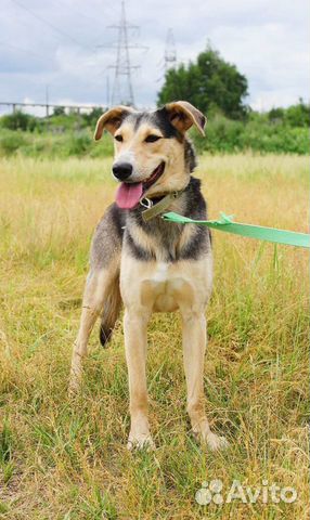 Собака-улыбака в добрые руки