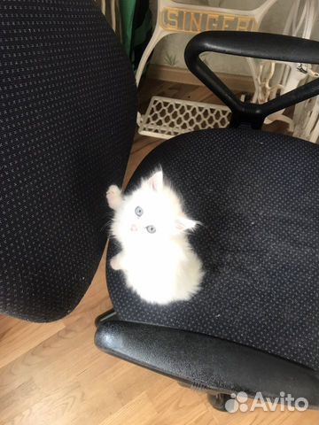 Котенок белый