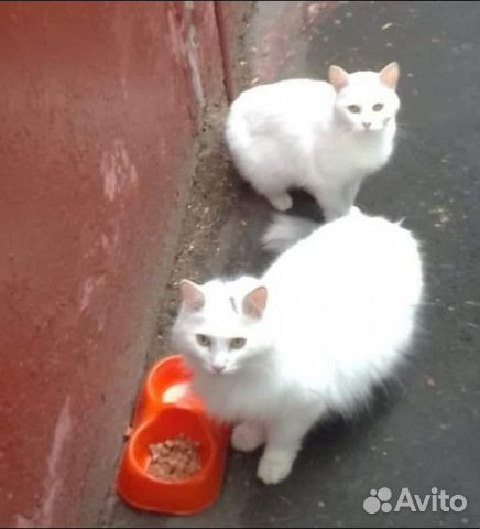 Пара выброшенных после смерти хозяйки лапушек