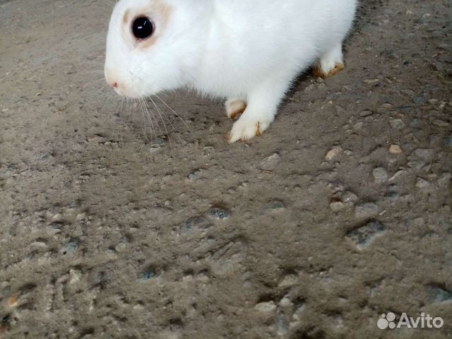 Декоративные кролики