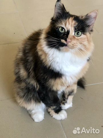 Черепаховая кошка