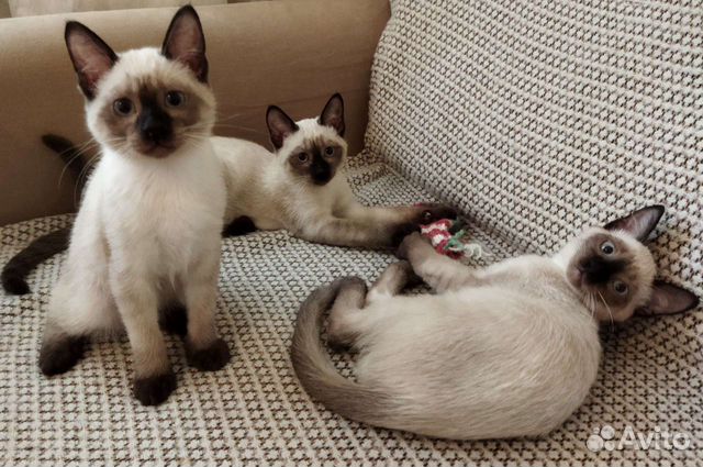 Тайские котята