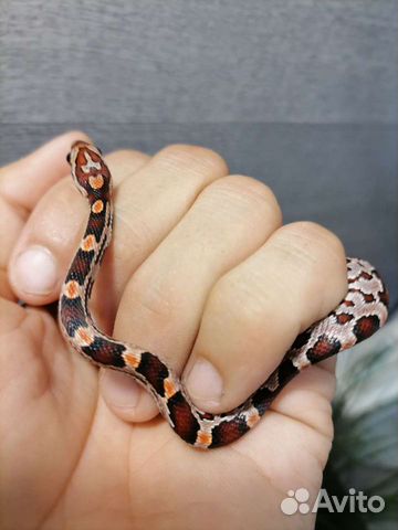 Змея Маисовый полоз