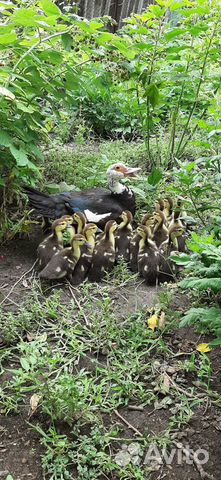 Индоутята двухнедельные