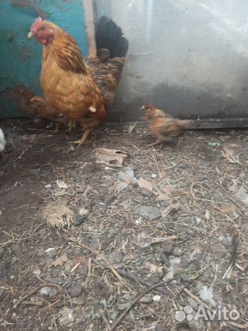 Цыплята кучинские 1 мес