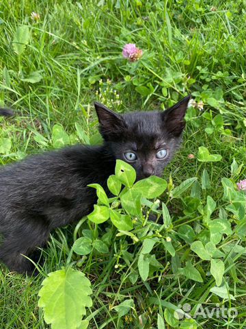 Черный котенок ищет дом