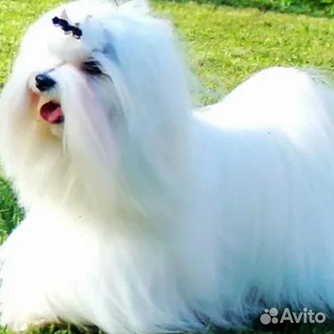 Красавец Мальтезе кобель (случка, вязка)