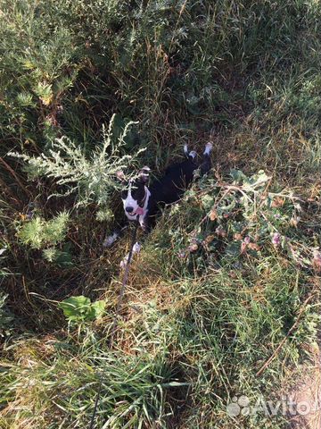 Щенок в добрые руки бесплатно