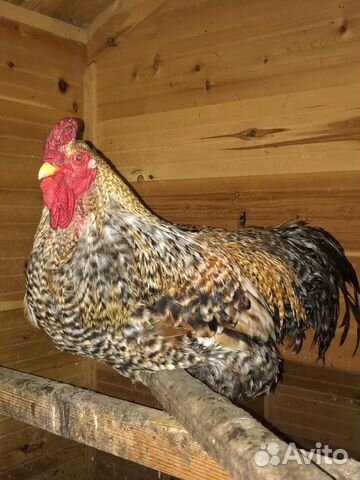 Куры несушки петух продам