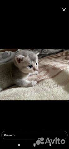 Шотландская прямоухая кошечка