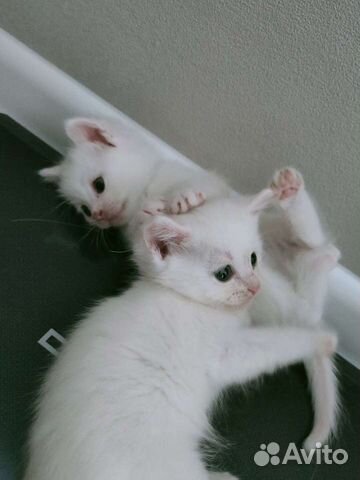 Котята в добрые руки 1 месяц