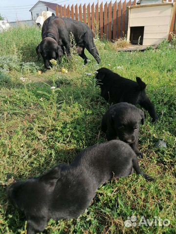 Лабрадор щенки