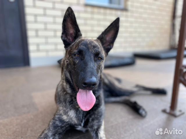 Бельгийская овчарка (метис) в добрые руки