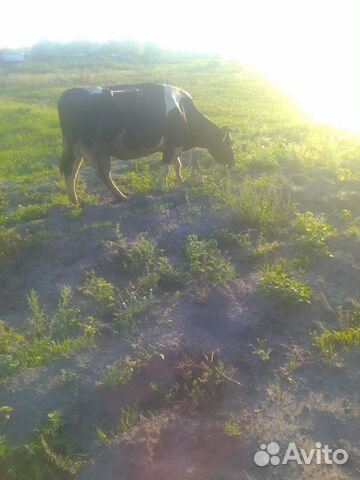 Продам корову, телят