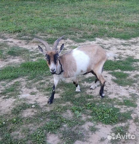 Коза дойная молочная