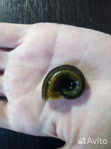 Улитки аквариумные " мариза"