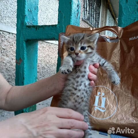 Котенок Ляля