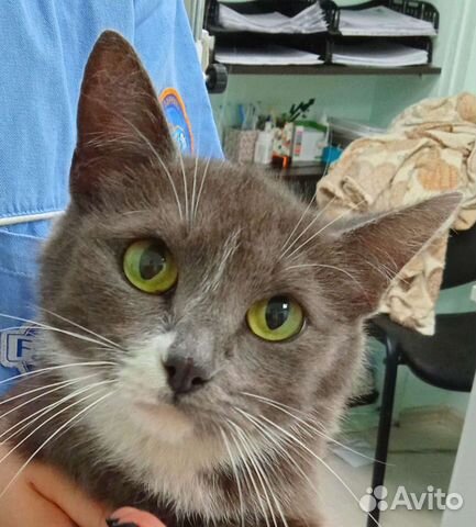 Очень ласковая кошка Оливка, 1,5 года