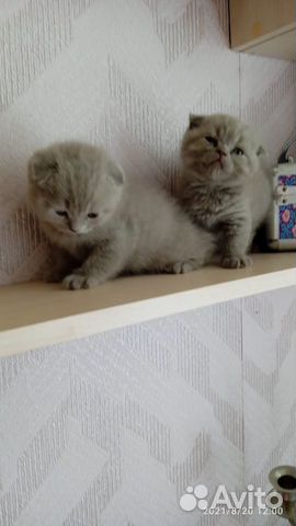 Шотландская